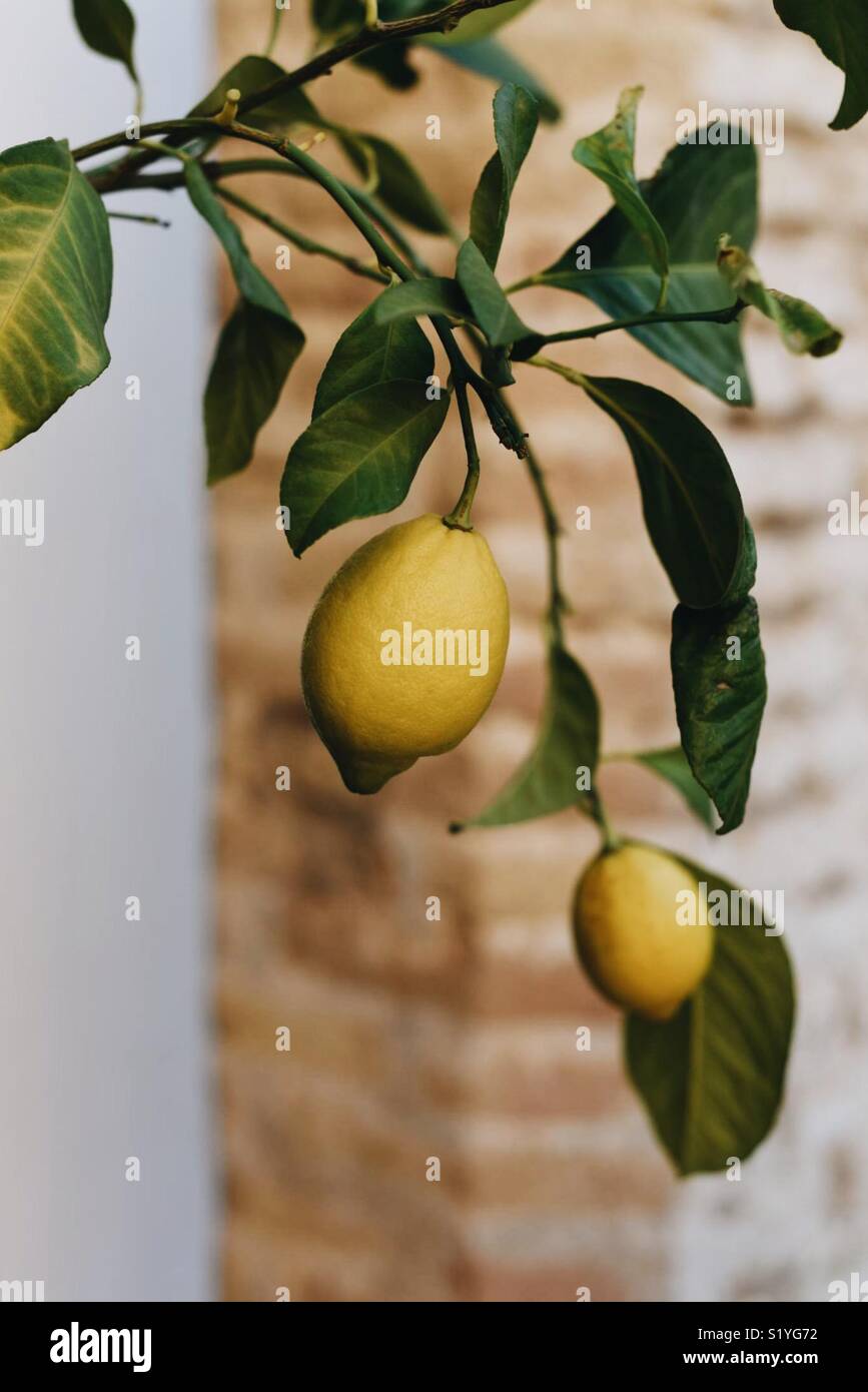 Lemon tree spain -Fotos und -Bildmaterial in hoher Auflösung – Alamy