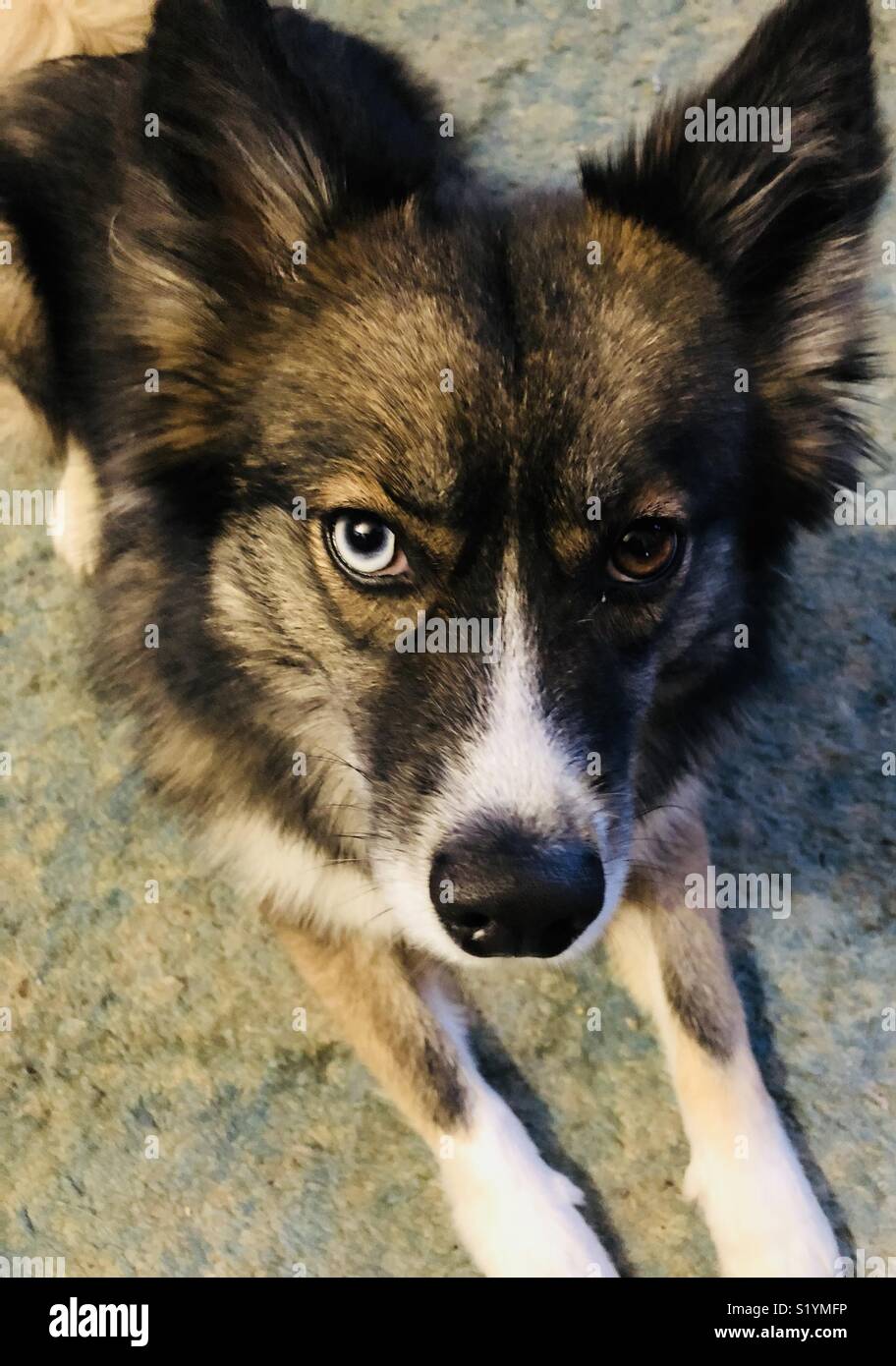 Pomsky hund -Fotos und -Bildmaterial in hoher Auflösung – Alamy
