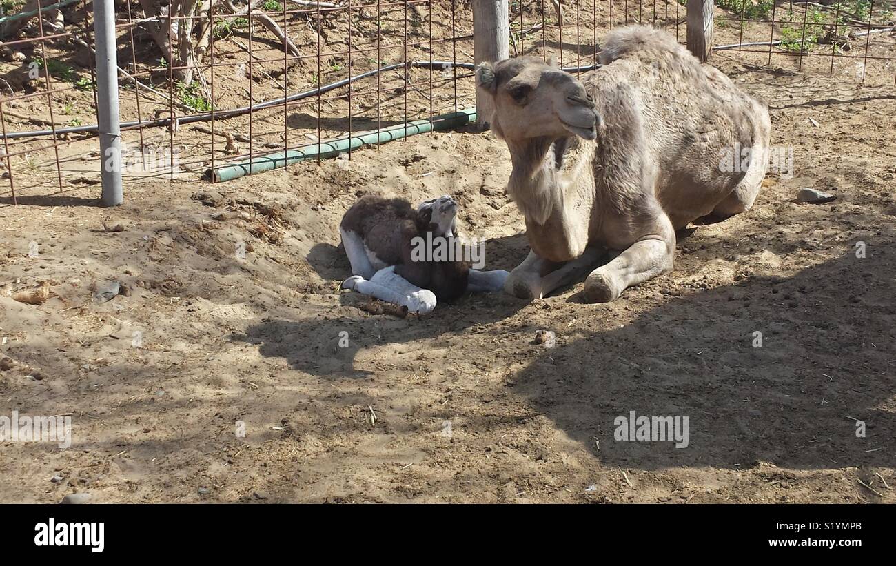 Neugeborenes kamel -Fotos und -Bildmaterial in hoher Auflösung – Alamy