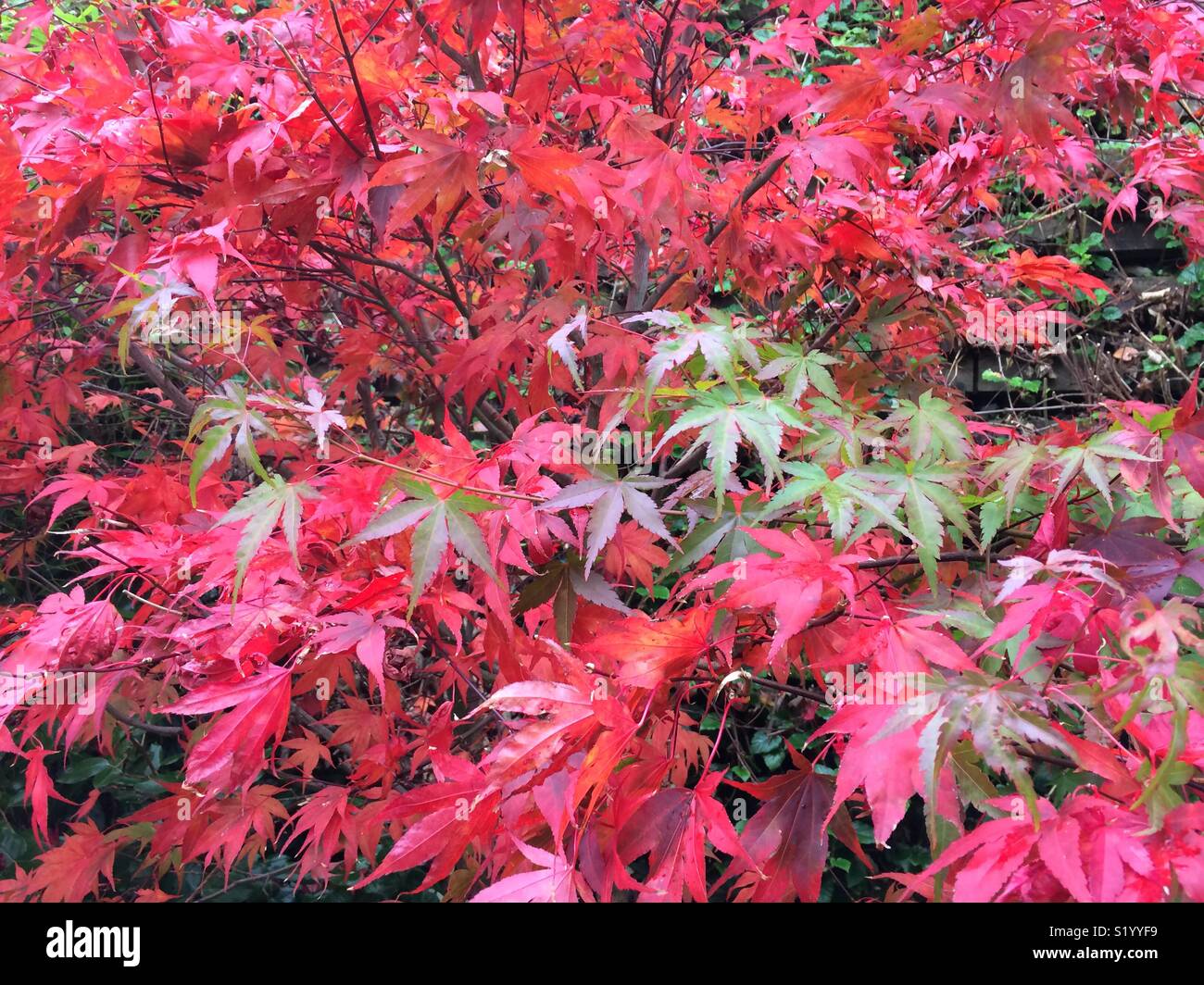 Acer palmatum atropurpureum -Fotos und -Bildmaterial in hoher Auflösung ...