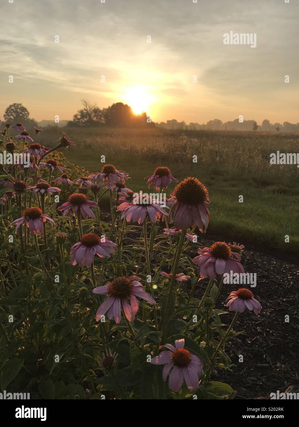 Lila blumen feld -Fotos und -Bildmaterial in hoher Auflösung – Alamy