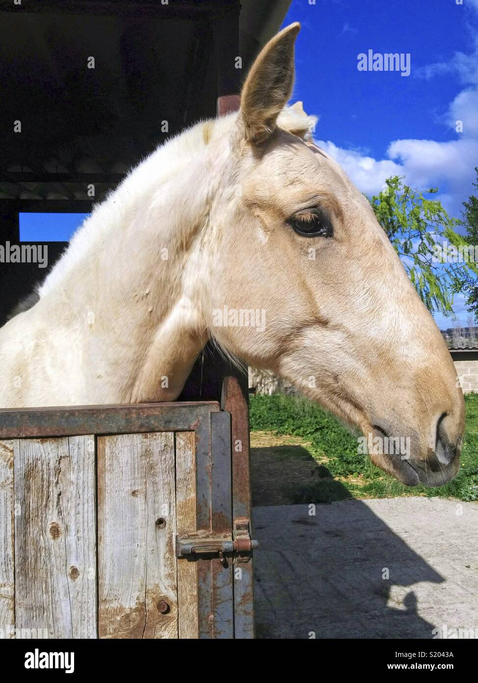 Pferdeauge holzpferd -Fotos und -Bildmaterial in hoher Auflösung – Alamy
