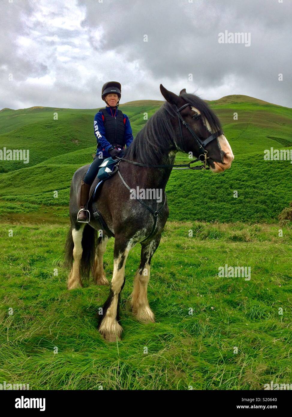 Shire Horse Ride Stockfotos und -bilder Kaufen - Alamy