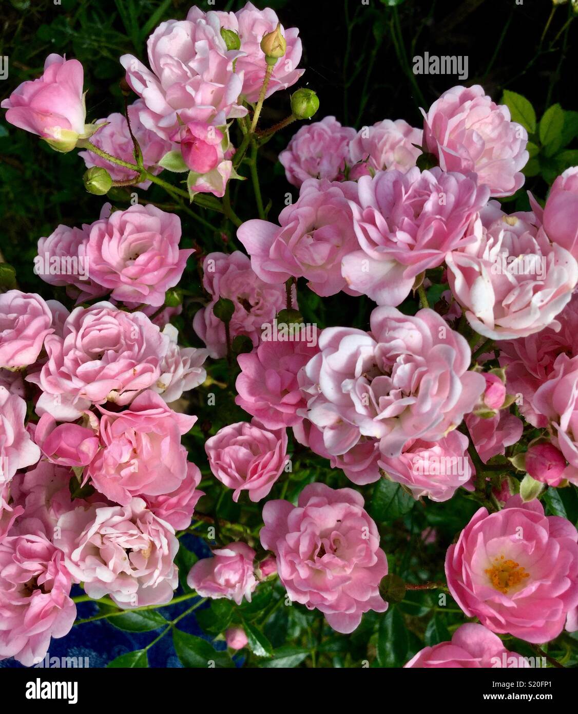 Fee bouquet -Fotos und -Bildmaterial in hoher Auflösung – Alamy