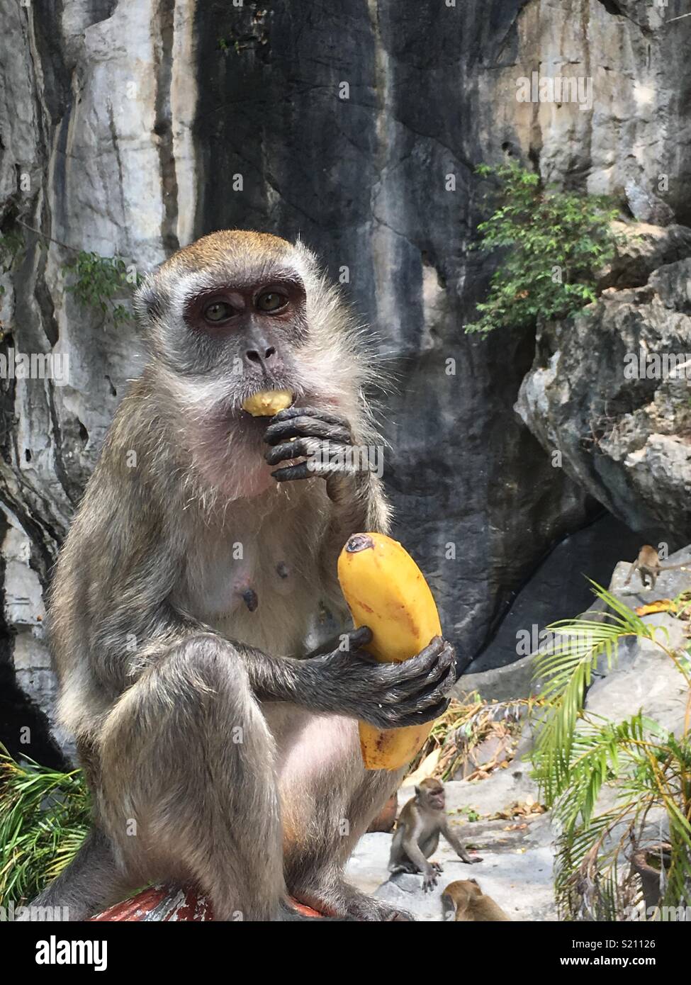 Affe Banane essen, Kuala Lumpur Stockfotografie - Alamy