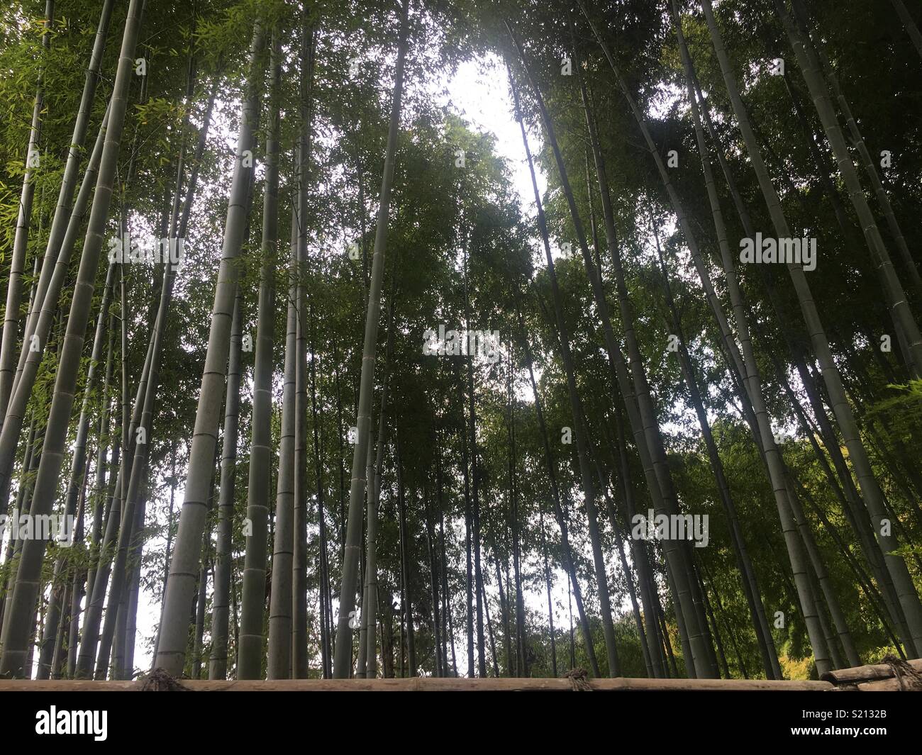 Bamboo forest japan -Fotos und -Bildmaterial in hoher Auflösung – Alamy