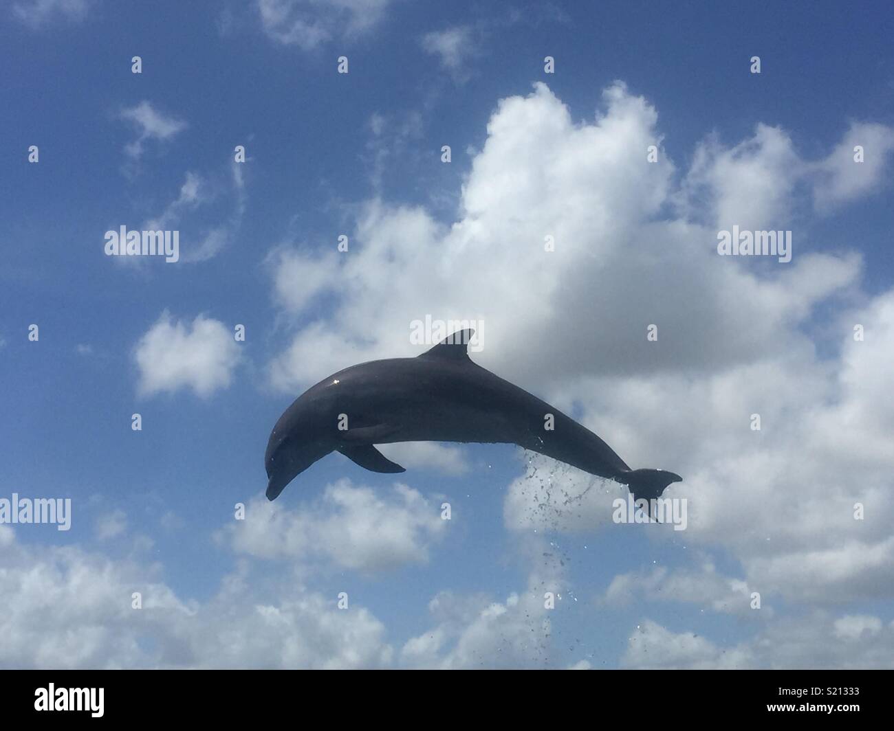 Delphin springt vom wasser -Fotos und -Bildmaterial in hoher Auflösung – Alamy