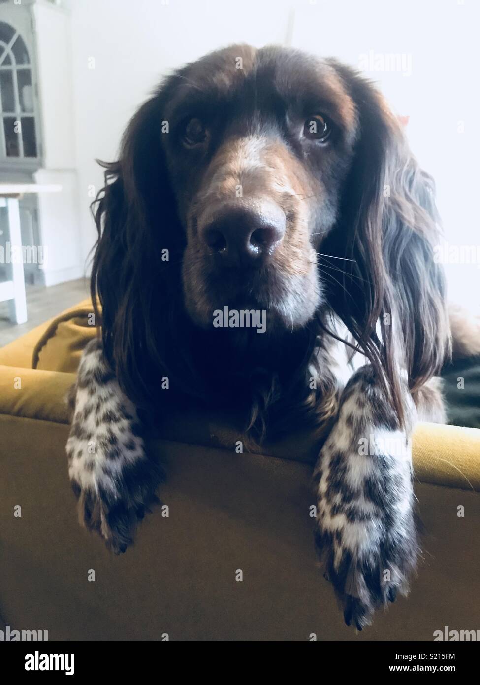 Henry springer -Fotos und -Bildmaterial in hoher Auflösung – Alamy