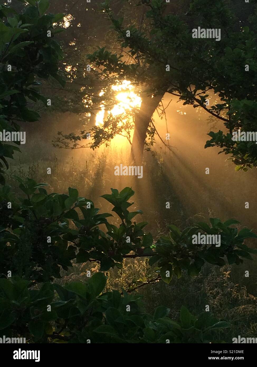 Magischer wald -Fotos und -Bildmaterial in hoher Auflösung – Alamy