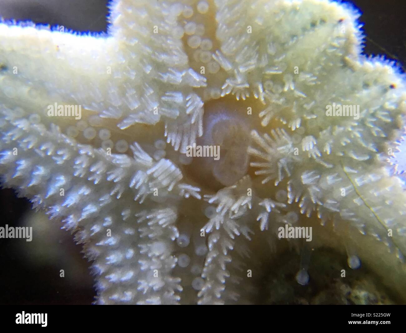 Seestern mund -Fotos und -Bildmaterial in hoher Auflösung – Alamy