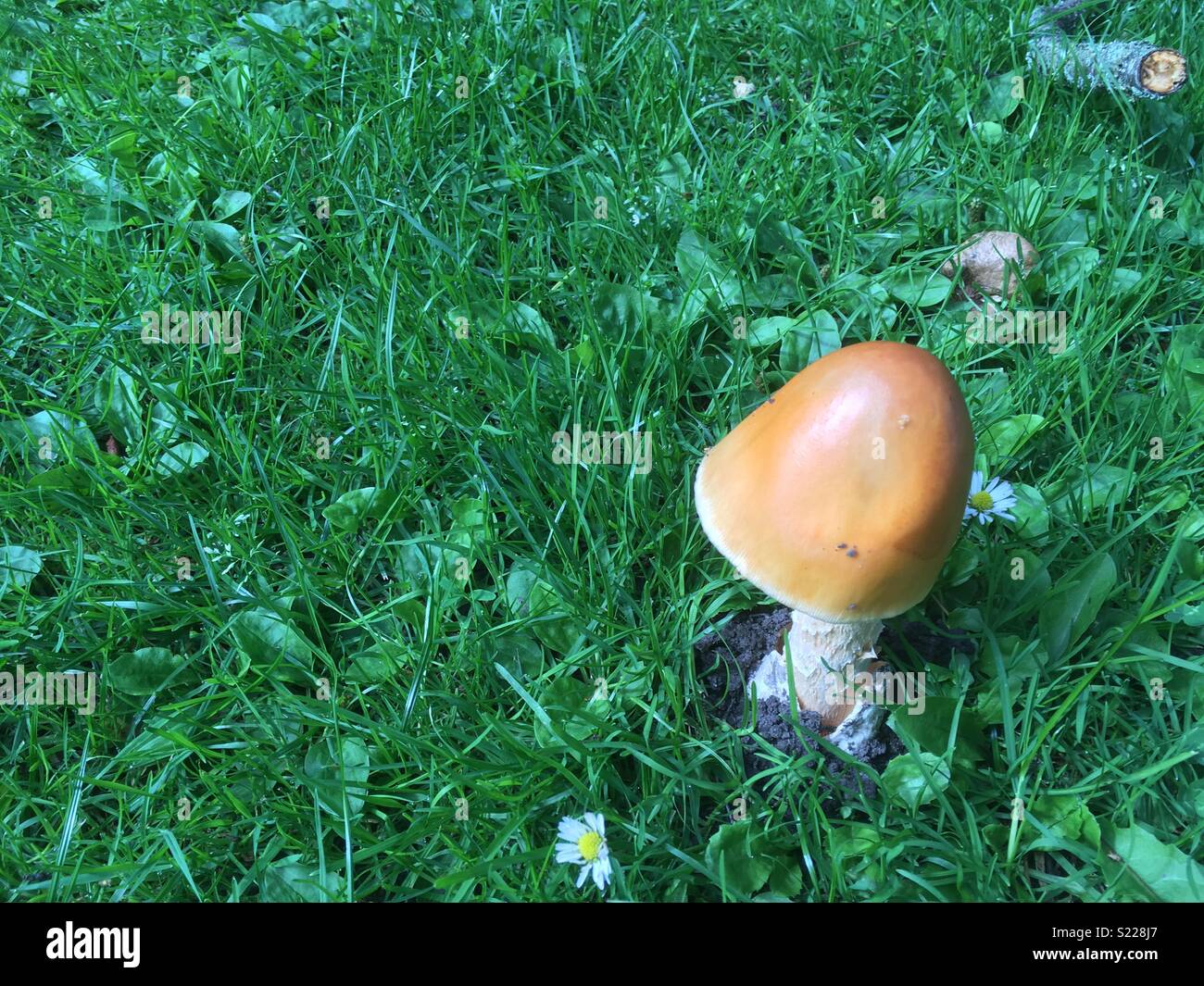 Giftpilz park -Fotos und -Bildmaterial in hoher Auflösung – Alamy