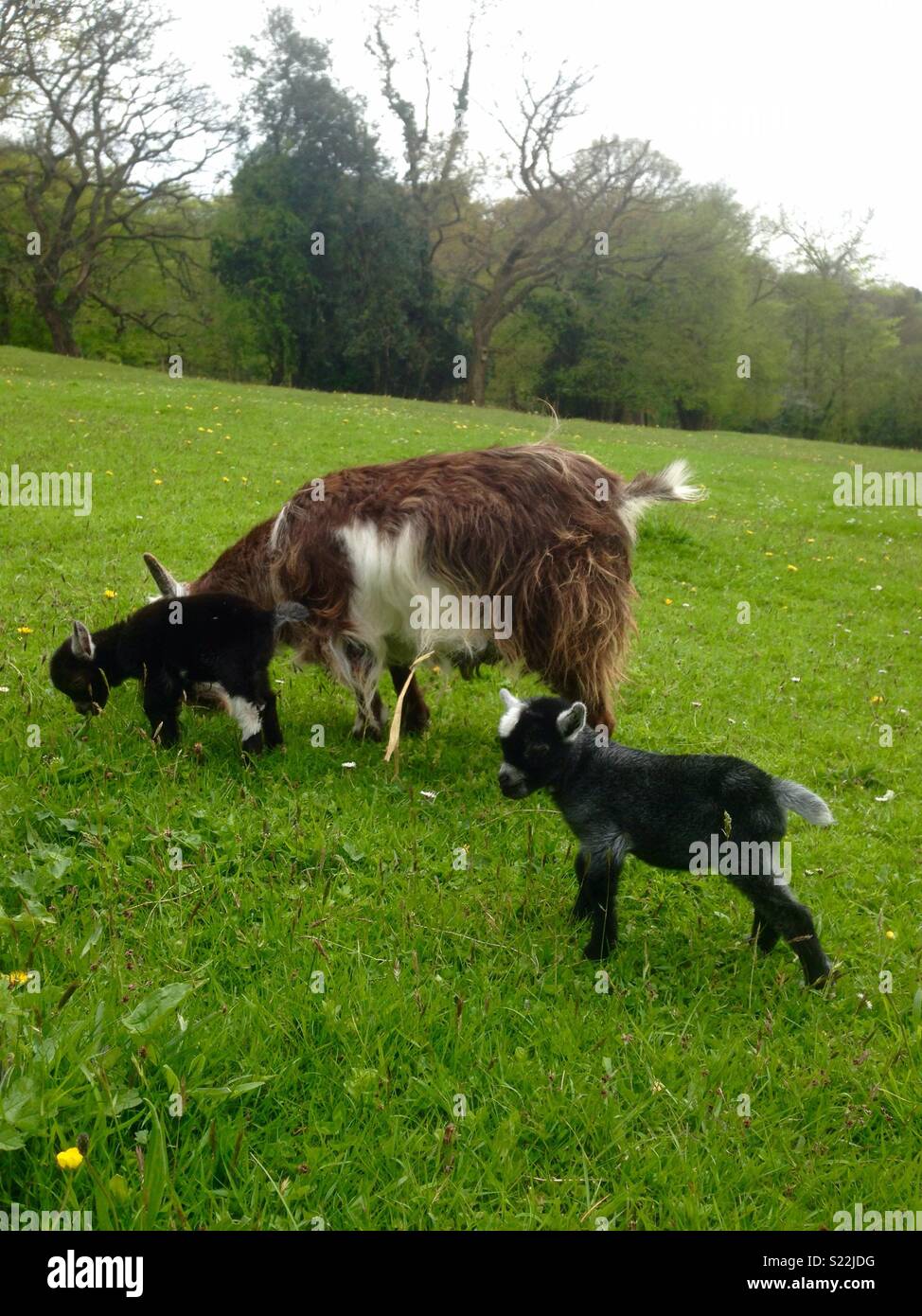Cute Baby Goats Animals Stockfotos und -bilder Kaufen - Alamy
