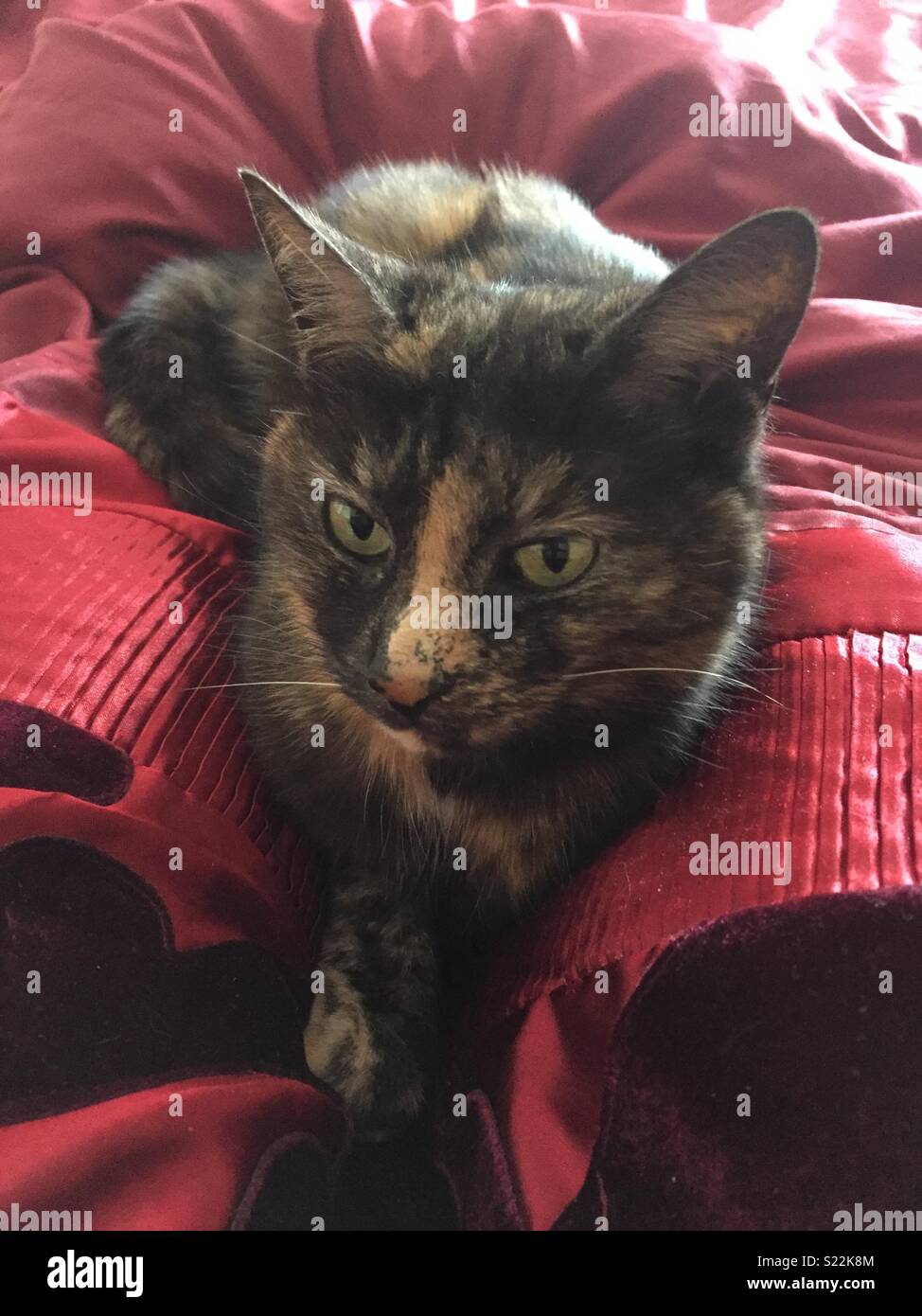 Zur schildpattkatze -Fotos und -Bildmaterial in hoher Auflösung – Alamy