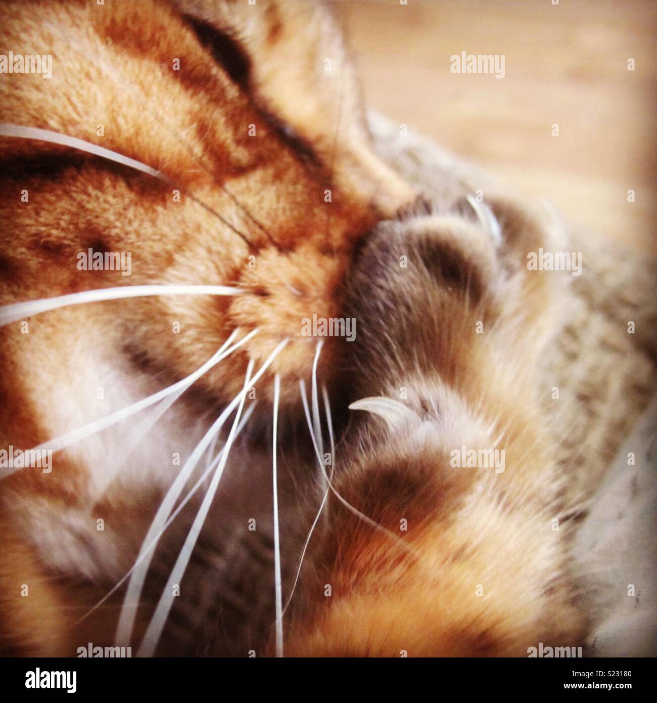 Die lachende katze -Fotos und -Bildmaterial in hoher Auflösung – Alamy