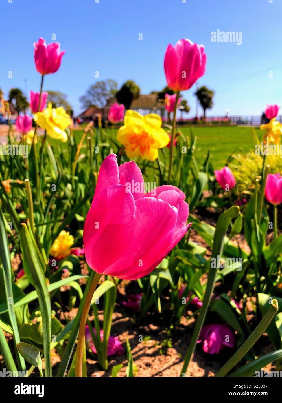 Tulpen am meer -Fotos und -Bildmaterial in hoher Auflösung – Alamy