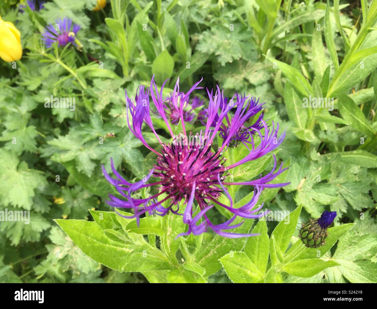 Distel von schottland -Fotos und -Bildmaterial in hoher Auflösung – Alamy