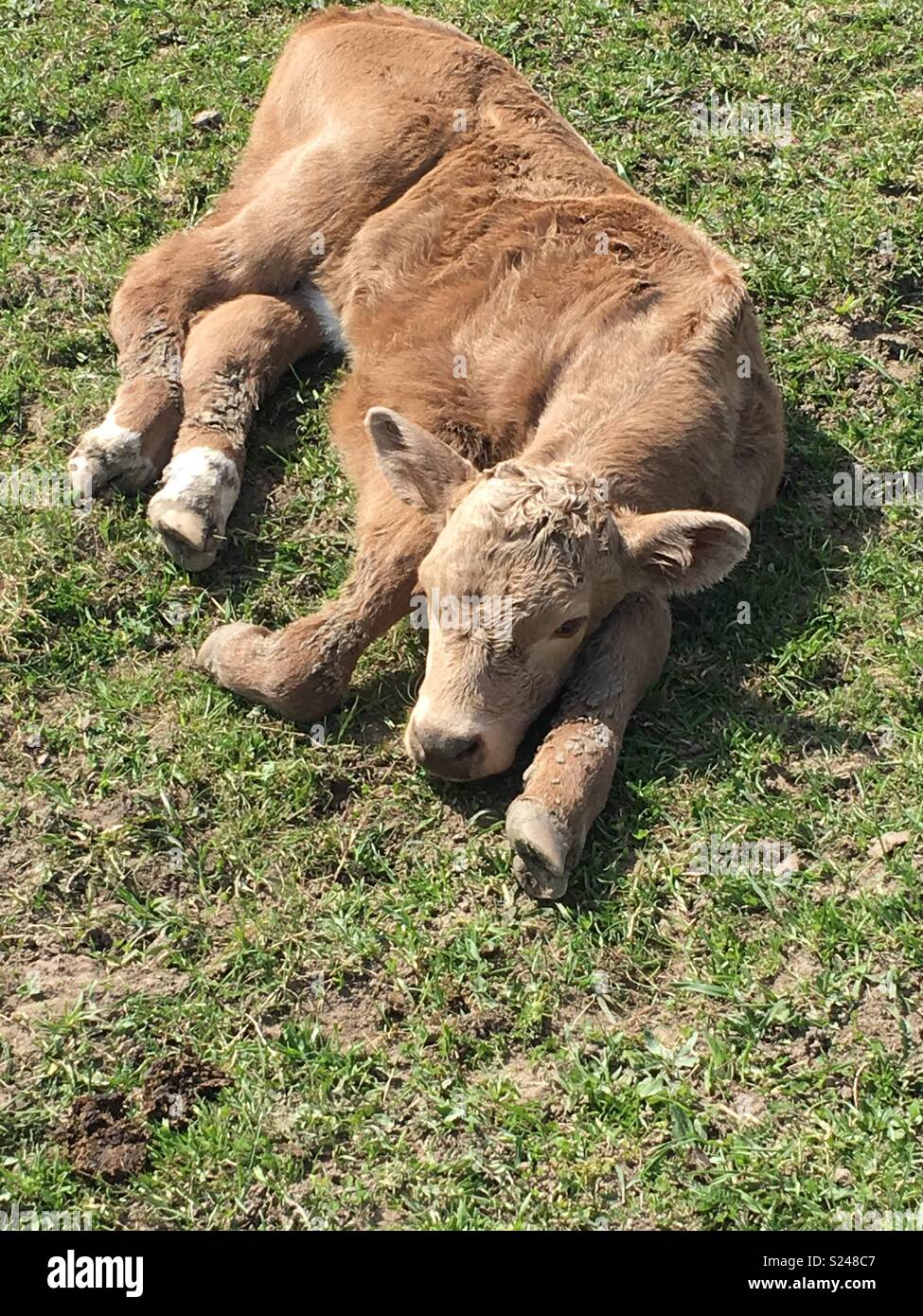 Neugeborenes Kalb Stockfotos und -bilder Kaufen - Alamy