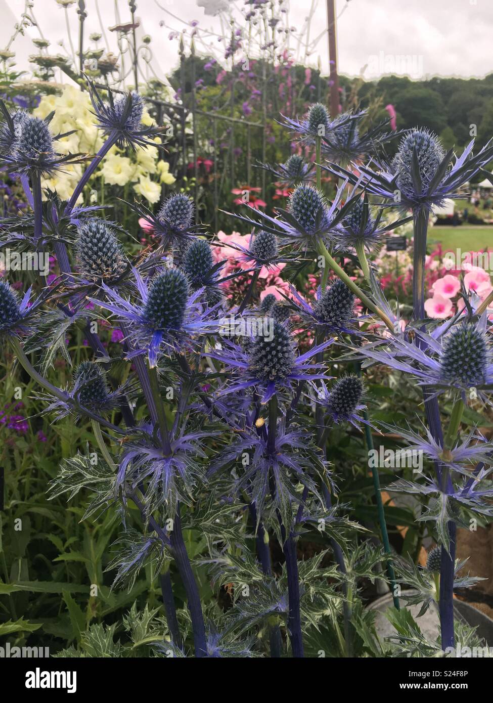 Lila disteln -Fotos und -Bildmaterial in hoher Auflösung – Alamy