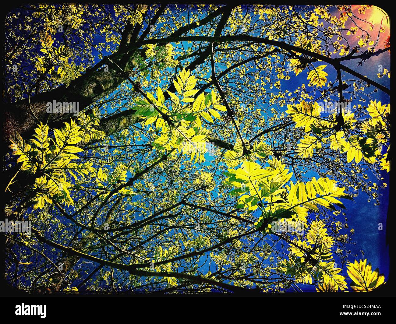 Green ash -Fotos und -Bildmaterial in hoher Auflösung – Alamy