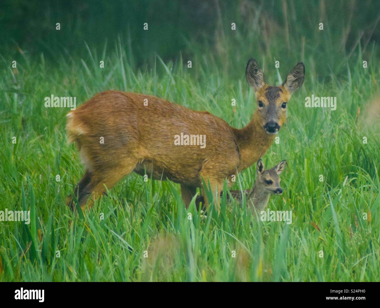 Mutter hirsch und reh -Fotos und -Bildmaterial in hoher Auflösung – Alamy