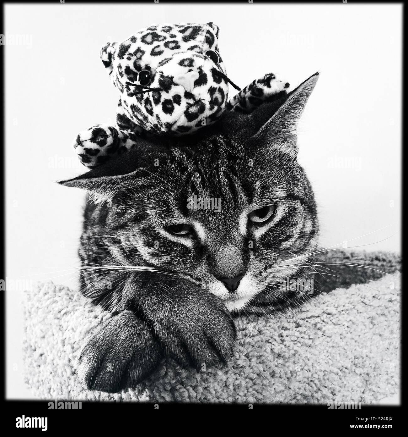 Tabby Bengal-mix Katze mit gekreuzten Pfoten und Spielzeug Leopard auf ...