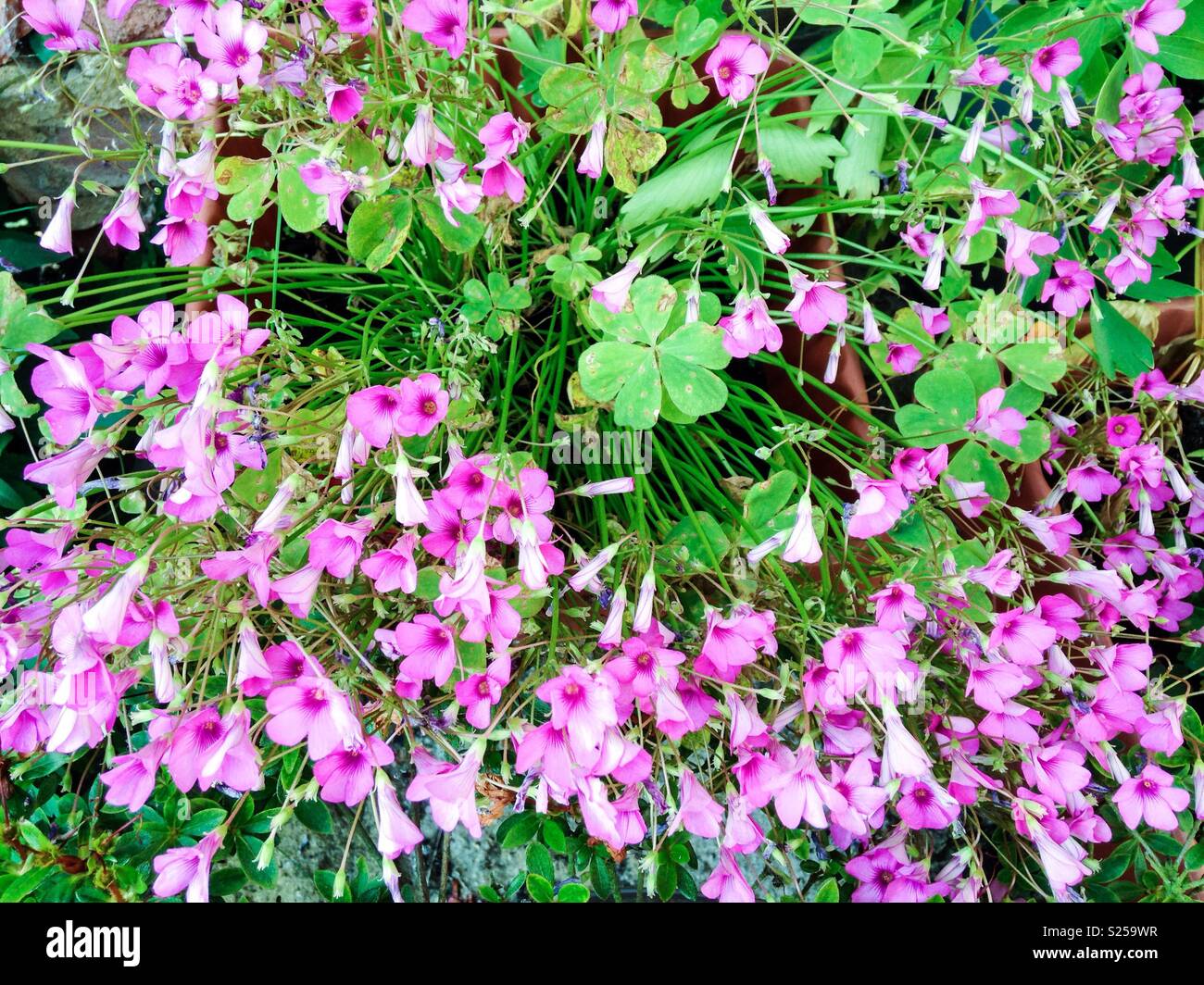 Kleeblatt blume -Fotos und -Bildmaterial in hoher Auflösung – Alamy