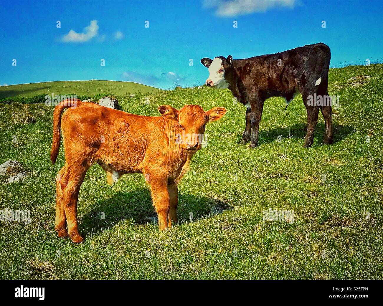 Braunes kalb -Fotos und -Bildmaterial in hoher Auflösung – Alamy