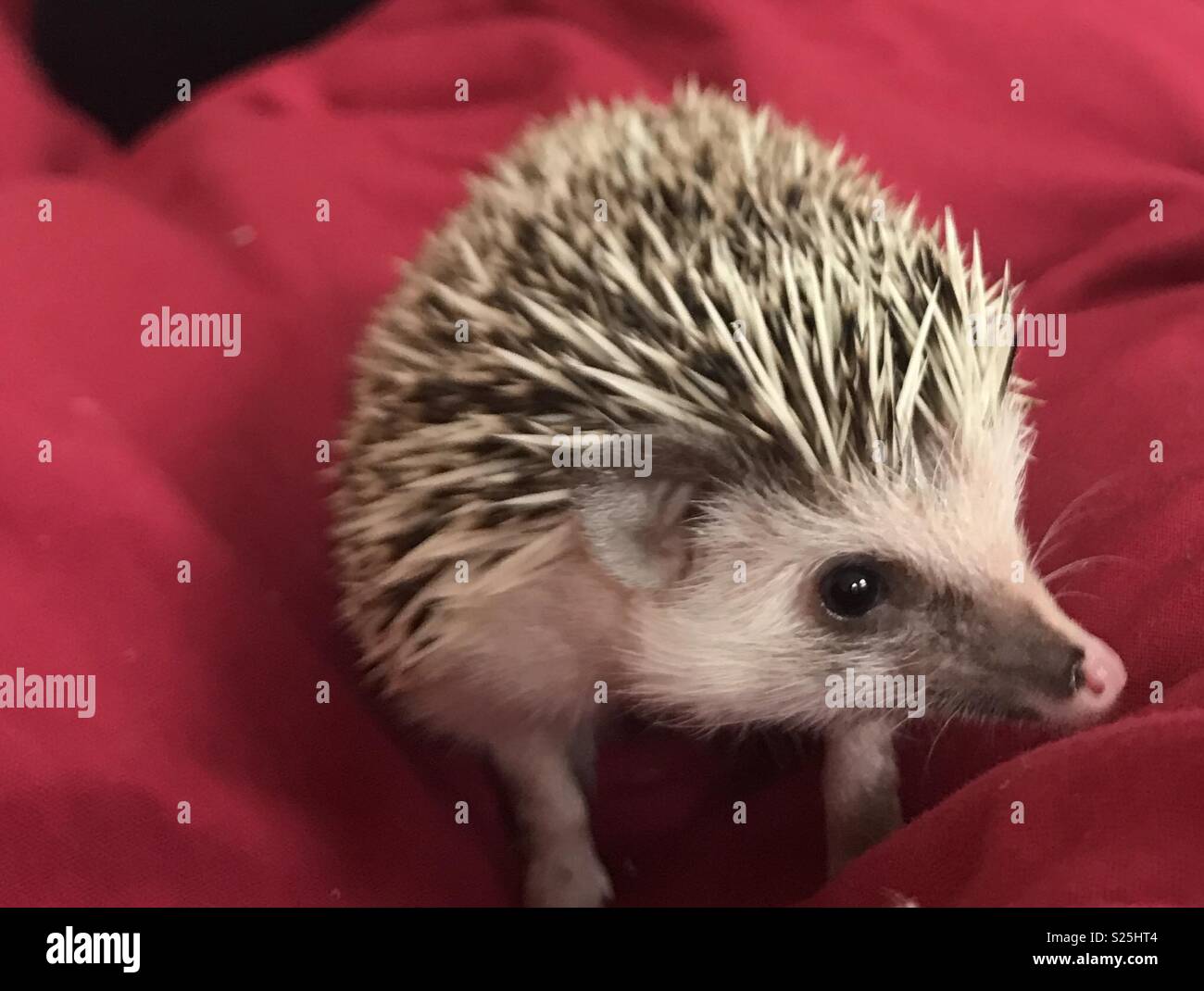 Afrikanischer igel -Fotos und -Bildmaterial in hoher Auflösung – Alamy