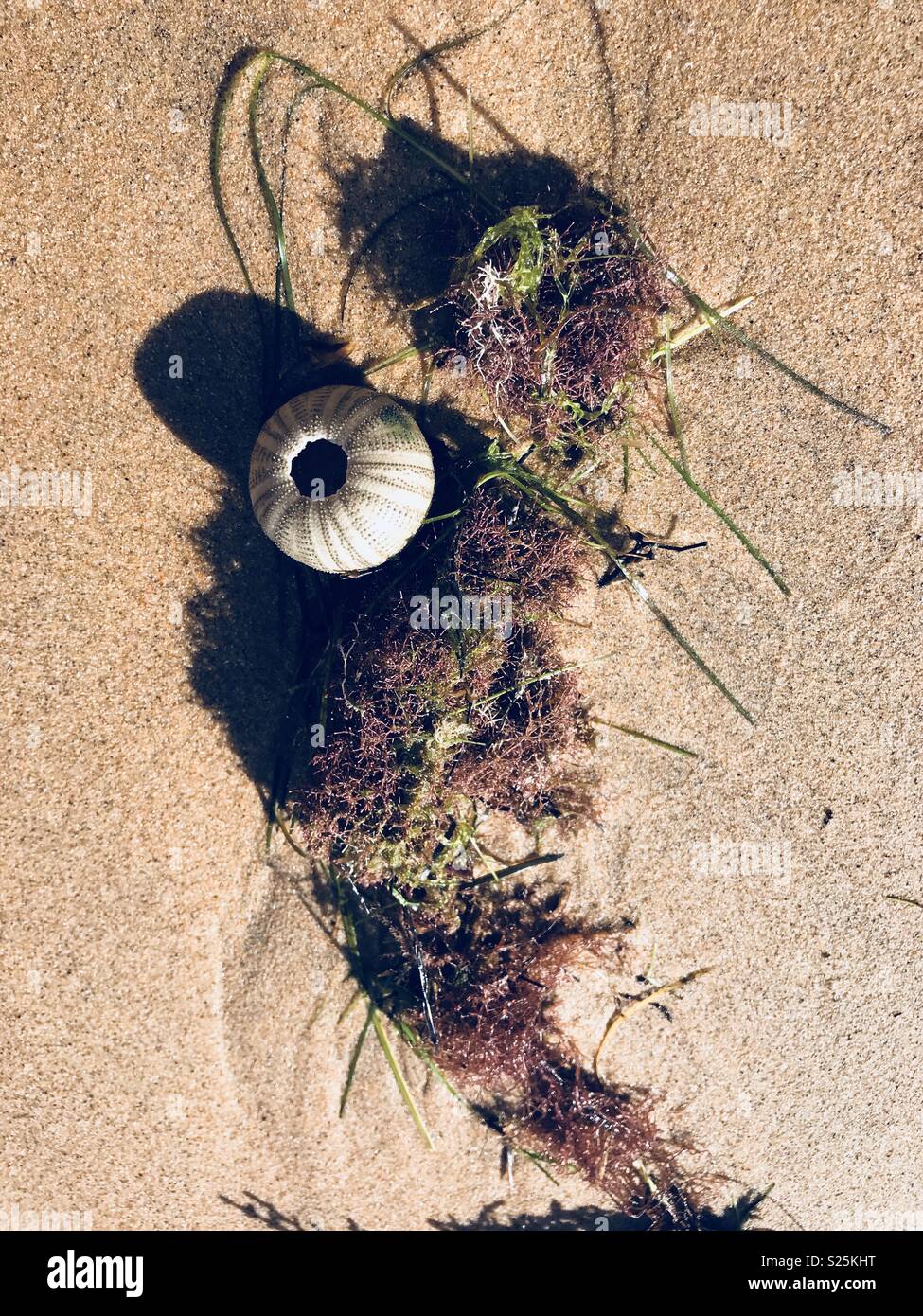Kap seeigel -Fotos und -Bildmaterial in hoher Auflösung – Alamy