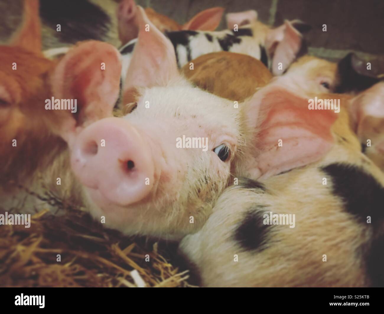 Schweine Schweine Schweine Schweine Schweine Schweine Schweine Schweine ...