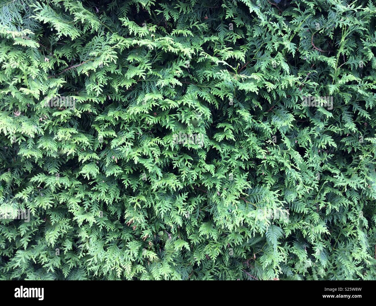 Thuja Hecke Stockfotos und -bilder Kaufen - Alamy