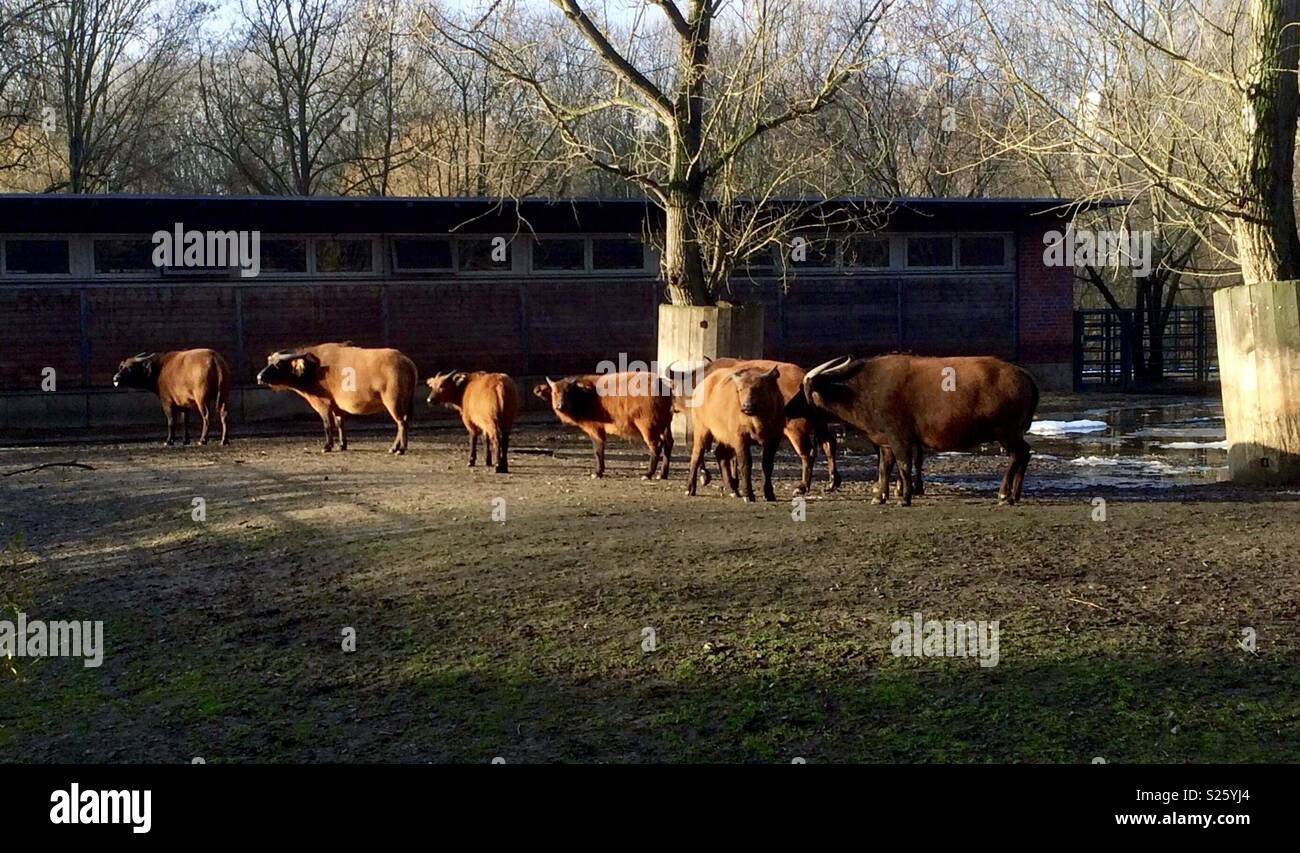 Tierpark berlin -Fotos und -Bildmaterial in hoher Auflösung – Alamy