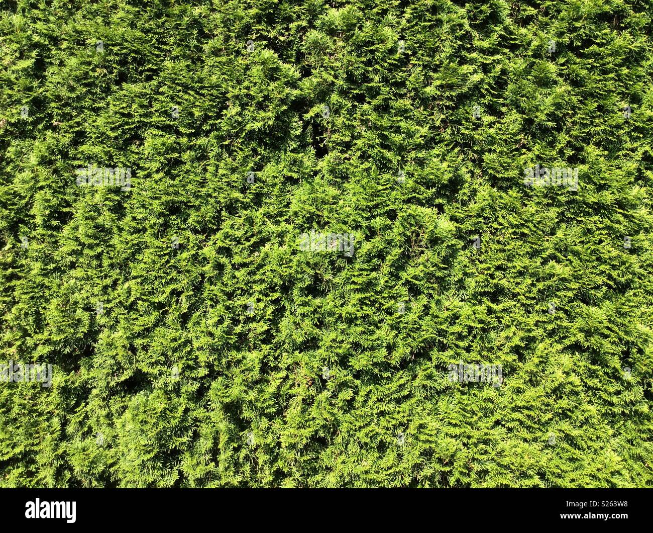 Thuja Hecke Stockfotos und -bilder Kaufen - Alamy