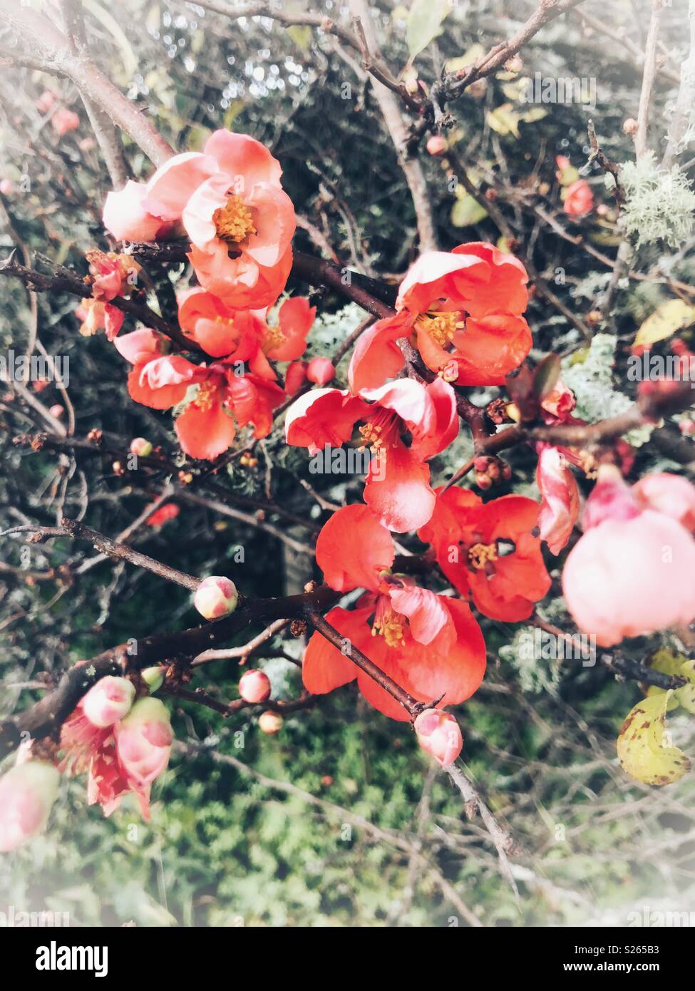 Maultiere quitte chaenomeles japonica -Fotos und -Bildmaterial in hoher ...