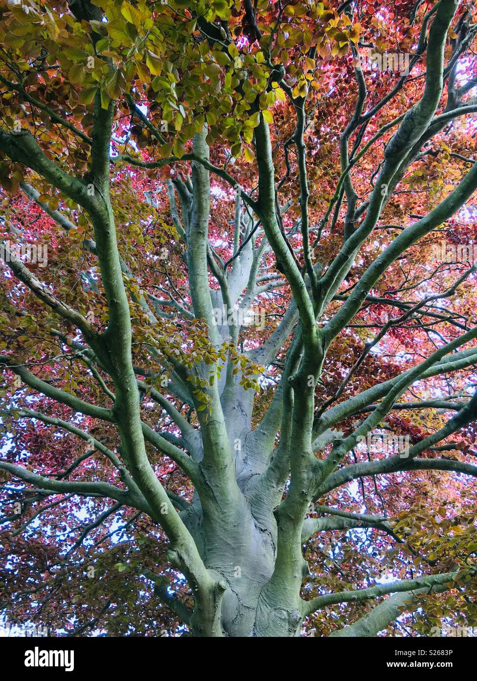 Copper Beech Tree Stockfotos & Copper Beech Tree Bilder - Alamy
