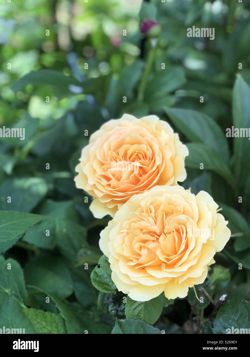 Gelbe rosen -Fotos und -Bildmaterial in hoher Auflösung – Alamy