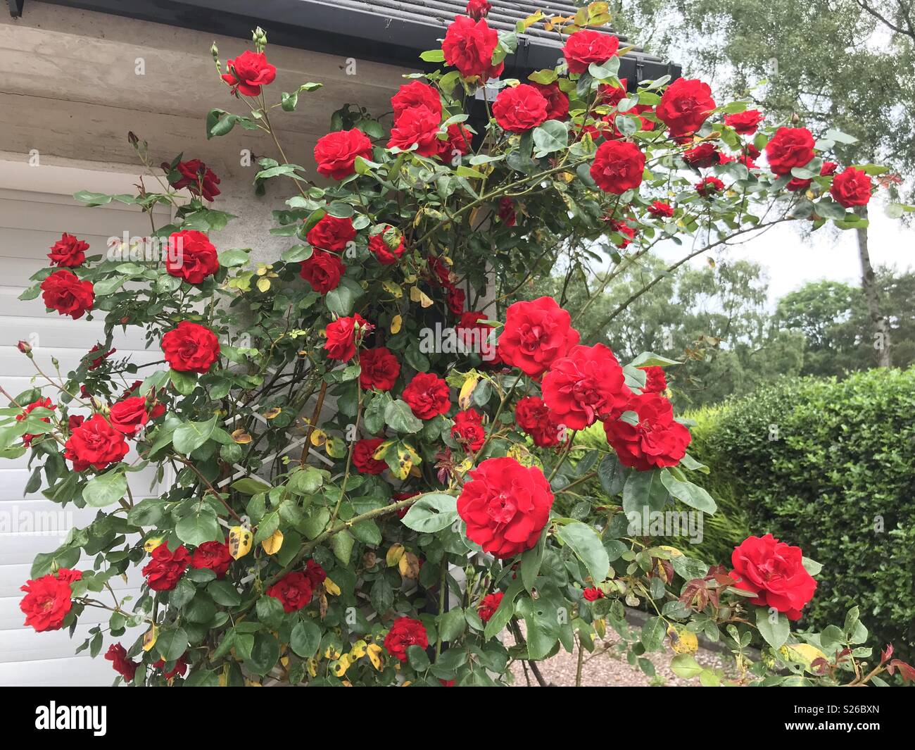 Wachsende rote rosen Stockfotos und -bilder Kaufen - Alamy