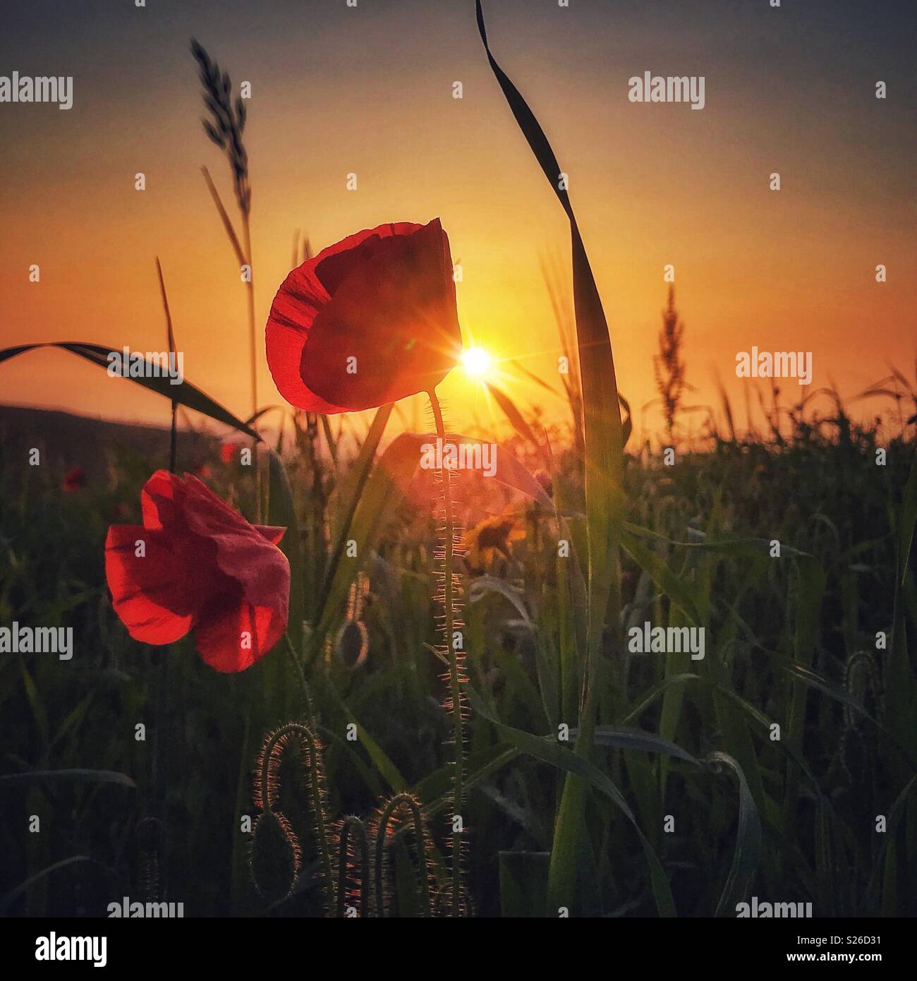 Pollyjoke -Fotos und -Bildmaterial in hoher Auflösung – Alamy