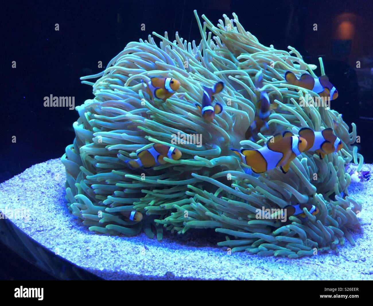 Nemo fisch -Fotos und -Bildmaterial in hoher Auflösung – Alamy