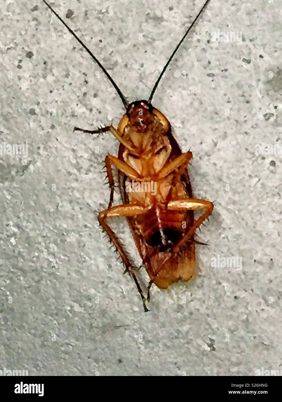 Beine Kakerlake Stockfotos und -bilder Kaufen - Alamy