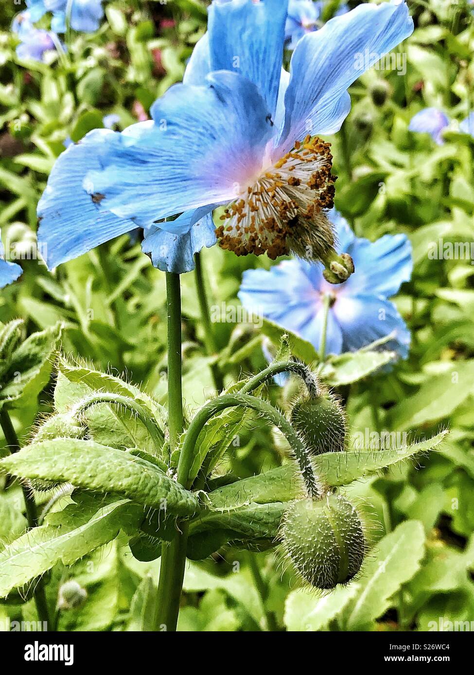 Blaue himalajamohnblume -Fotos und -Bildmaterial in hoher Auflösung – Alamy