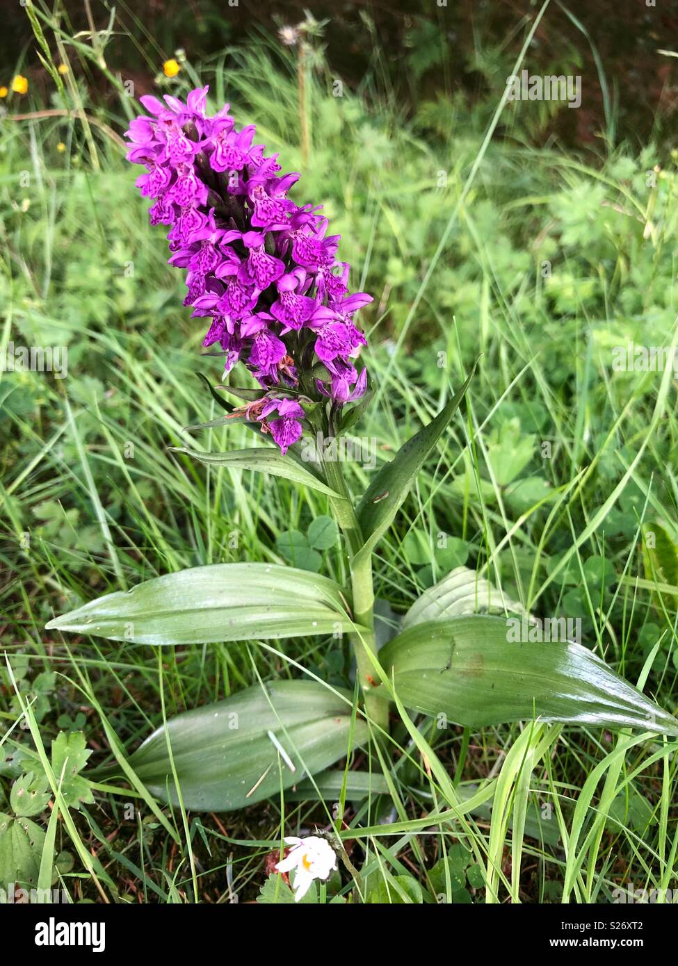 Wilde orchidee -Fotos und -Bildmaterial in hoher Auflösung – Alamy