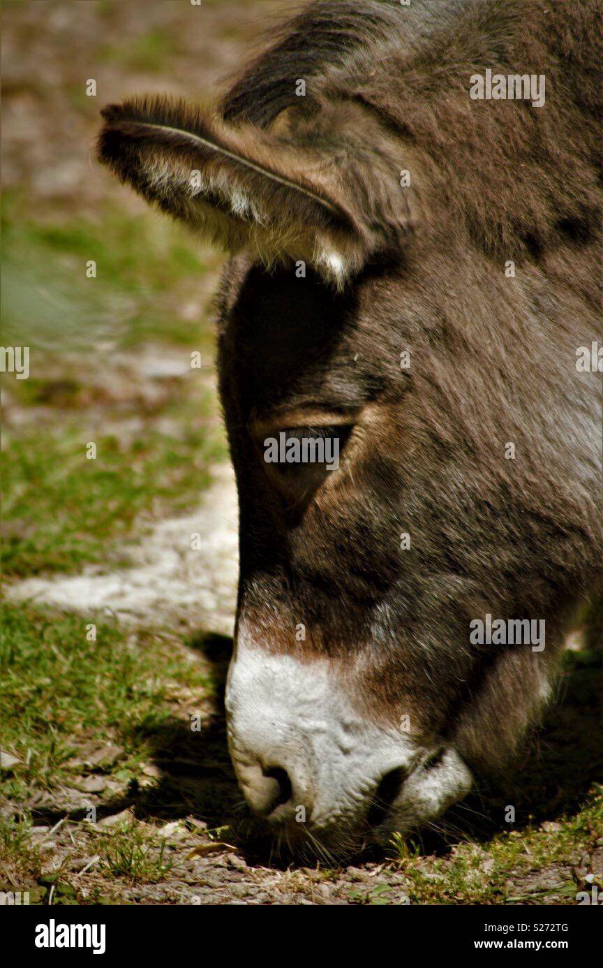 Esel kopf -Fotos und -Bildmaterial in hoher Auflösung – Alamy