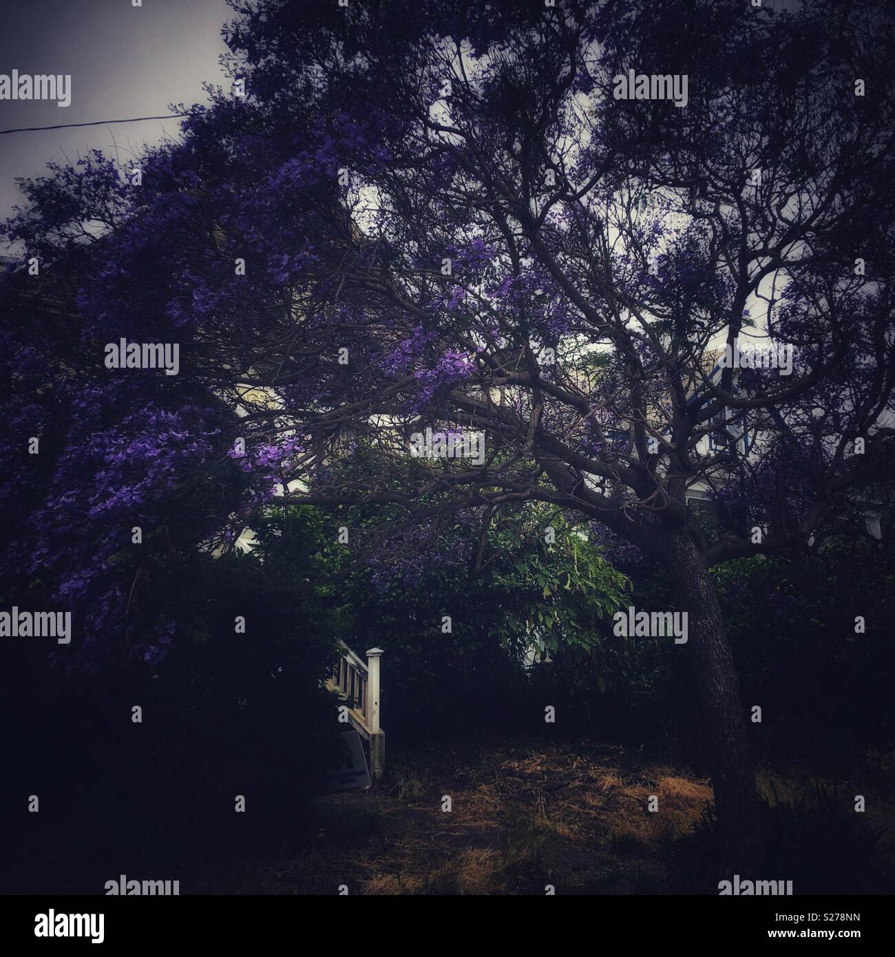 Jacaranda mimosifolia d don -Fotos und -Bildmaterial in hoher Auflösung ...