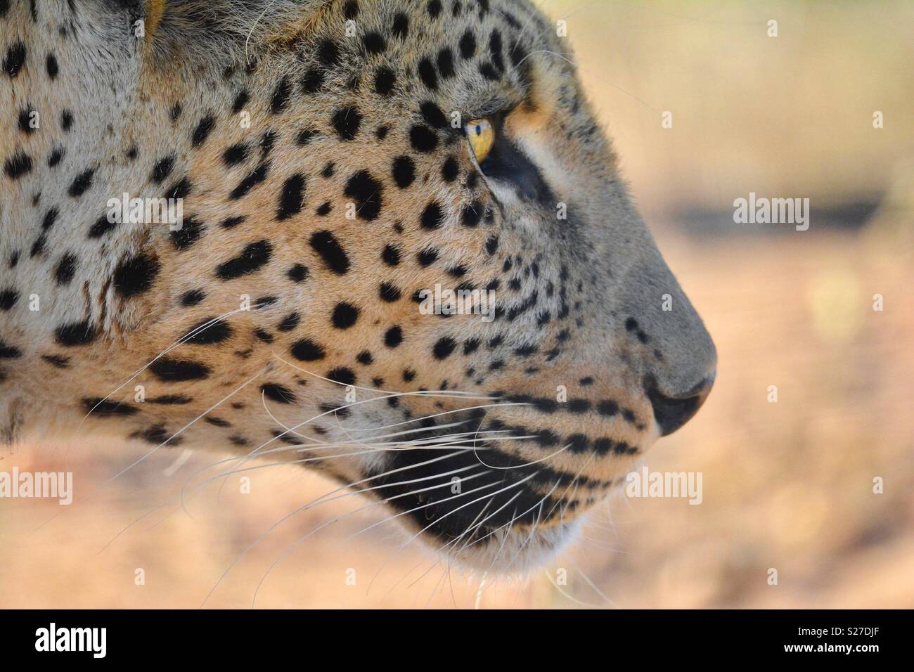 Leopard Profile Stockfotos und -bilder Kaufen - Alamy