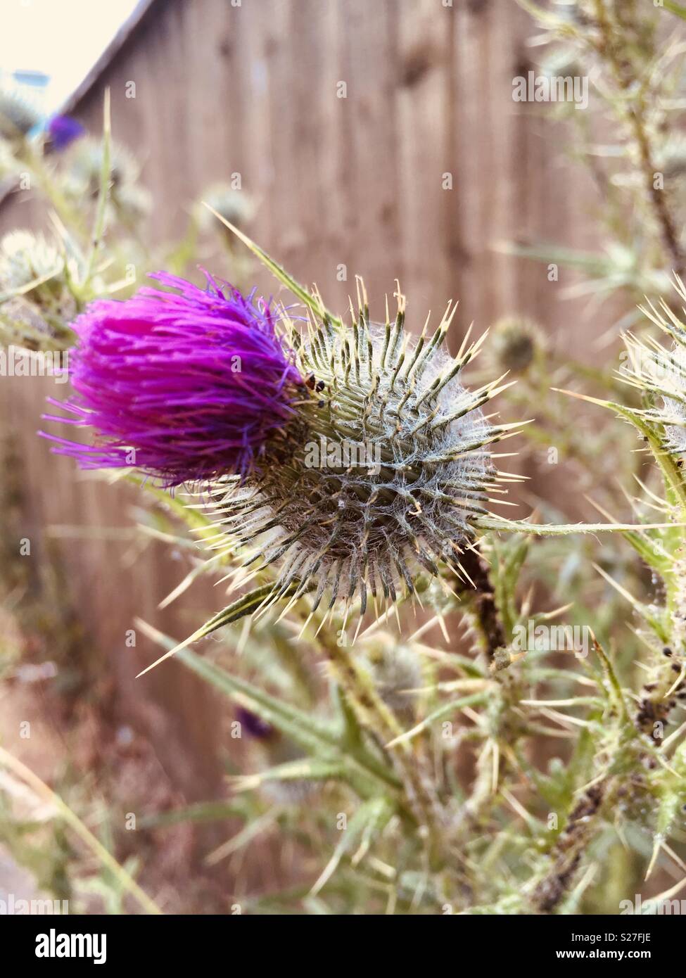 Blühende distel -Fotos und -Bildmaterial in hoher Auflösung – Alamy