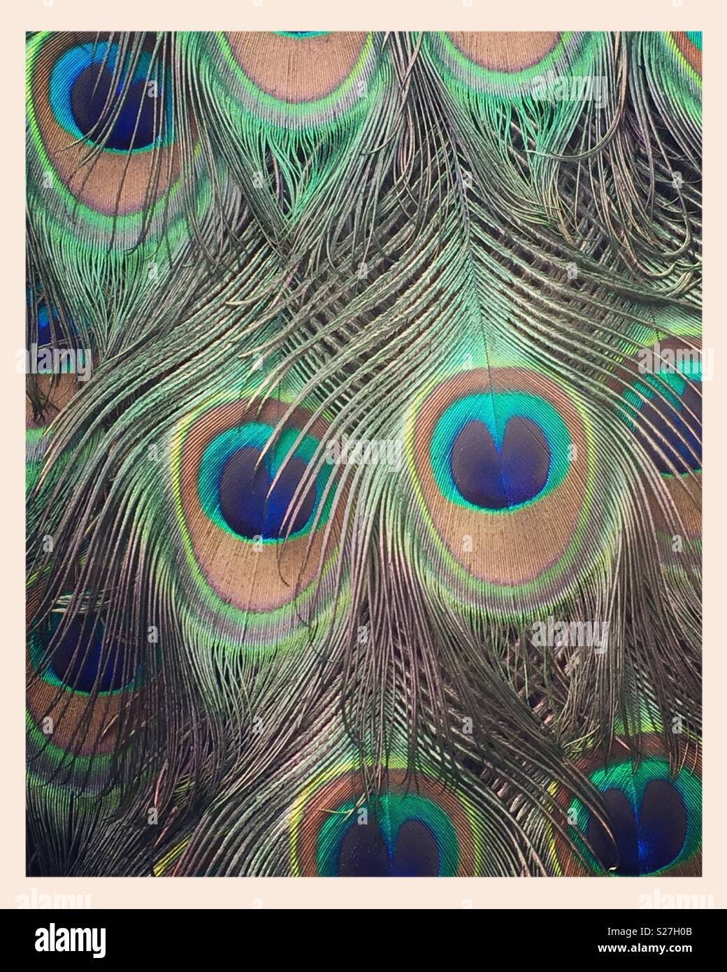 Pfauenfeder detail -Fotos und -Bildmaterial in hoher Auflösung - Seite ...