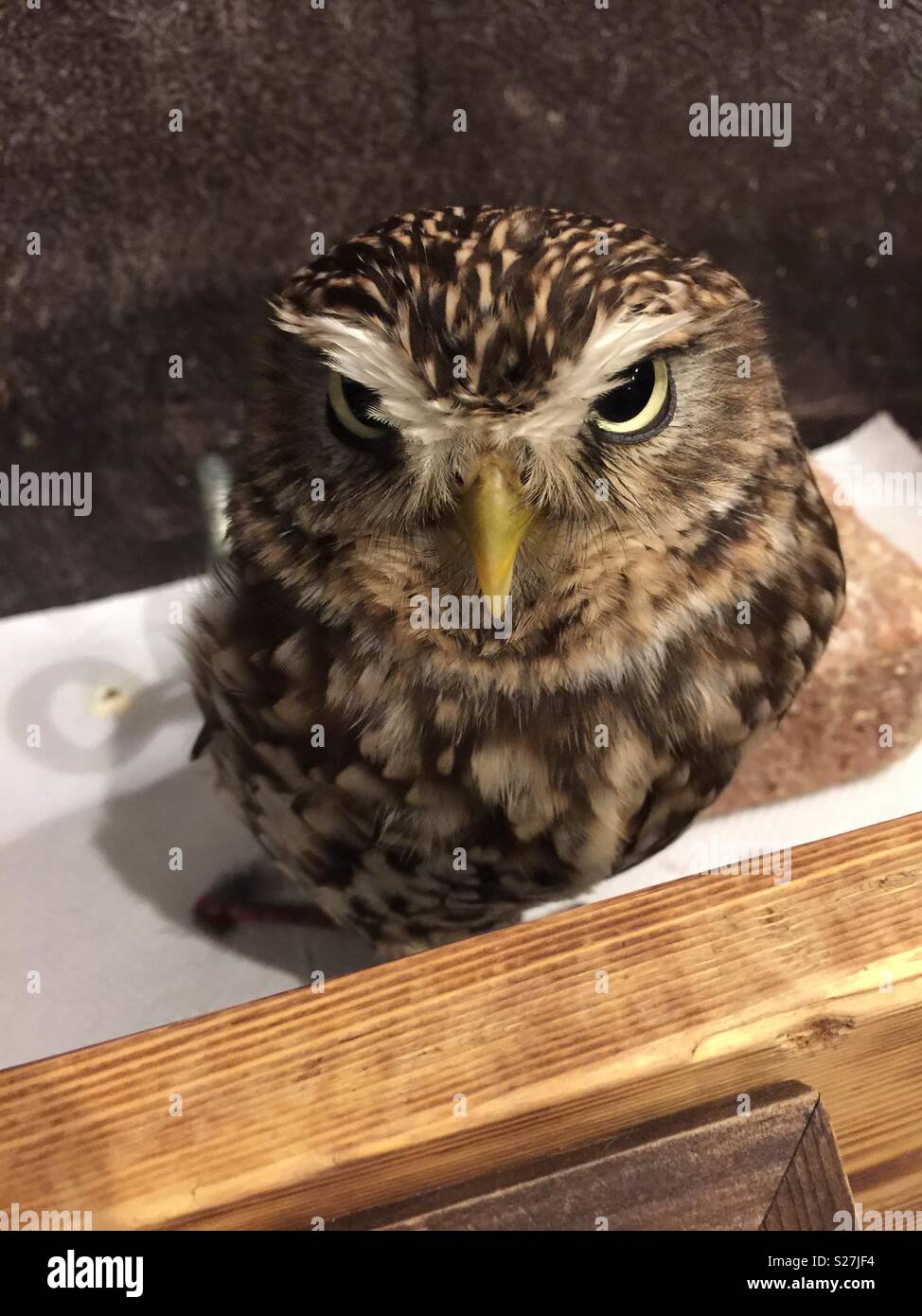 Baby Owl Stockfotos & Baby Owl Bilder - Alamy