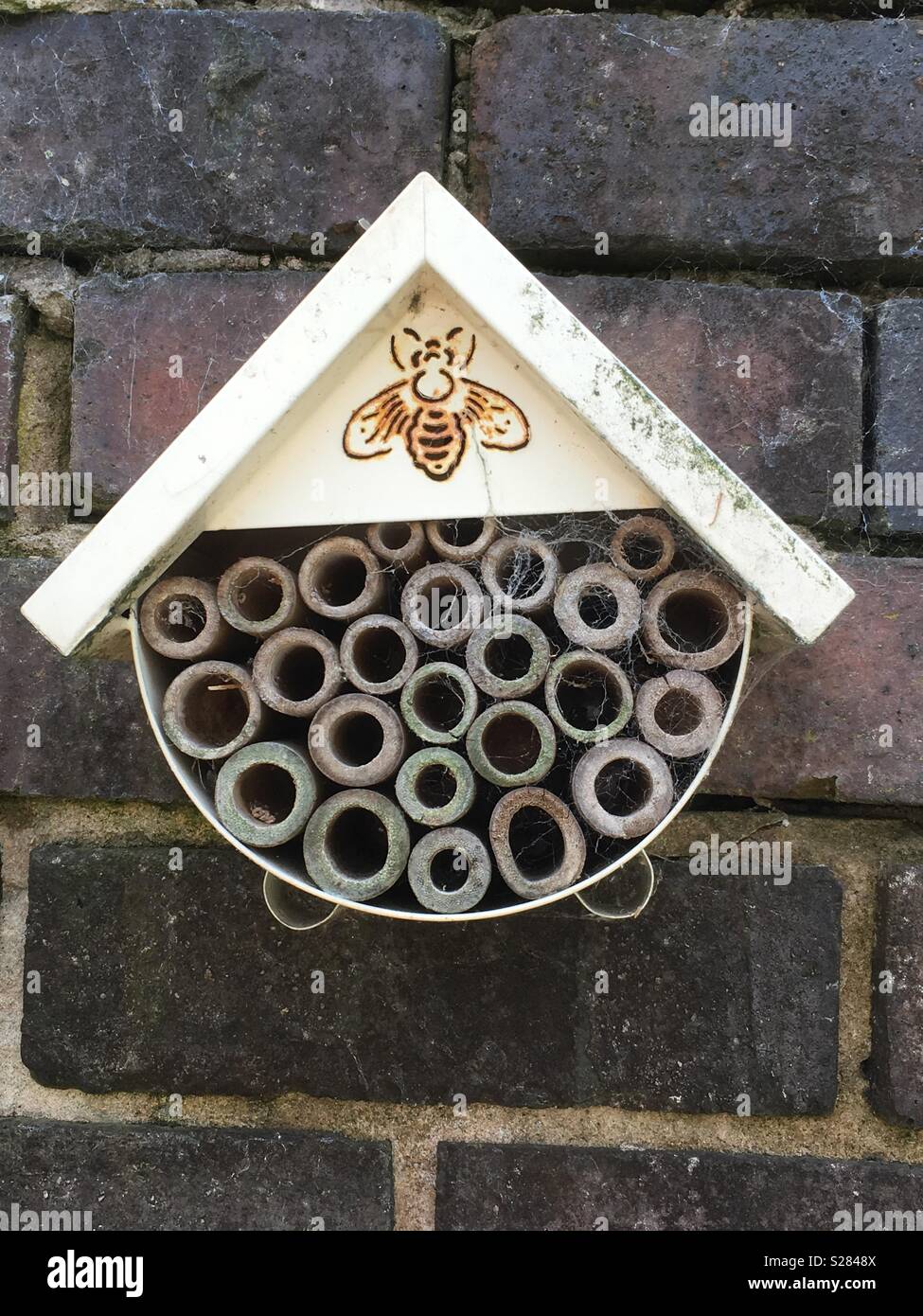 Mauer bienen -Fotos und -Bildmaterial in hoher Auflösung – Alamy