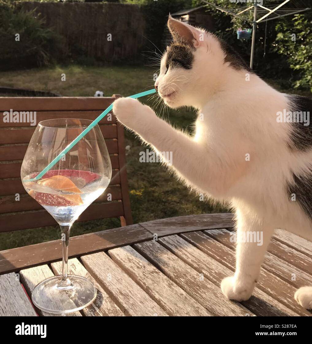 Betrunkene katze -Fotos und -Bildmaterial in hoher Auflösung – Alamy